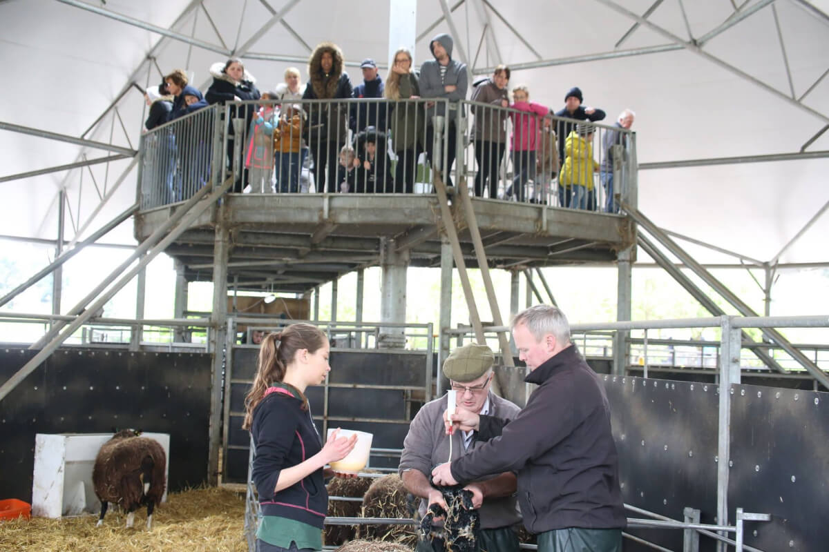 Lambs at Cannon Hall Farm • Cannon Hall Farm