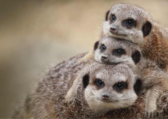 Cannon Hall Farm Passport